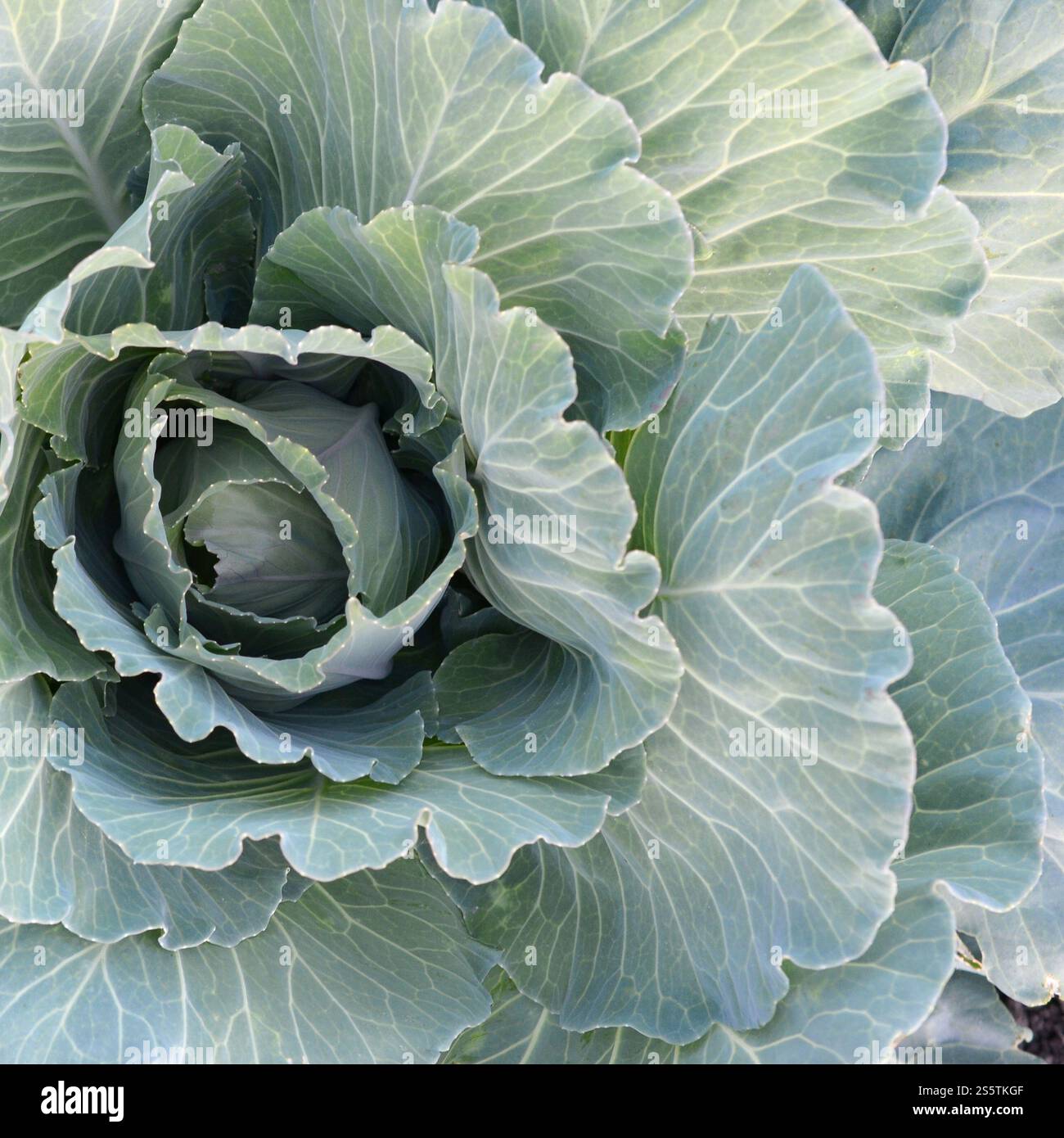 Fresh cabbage from farm field in the garden. View of green plants ...