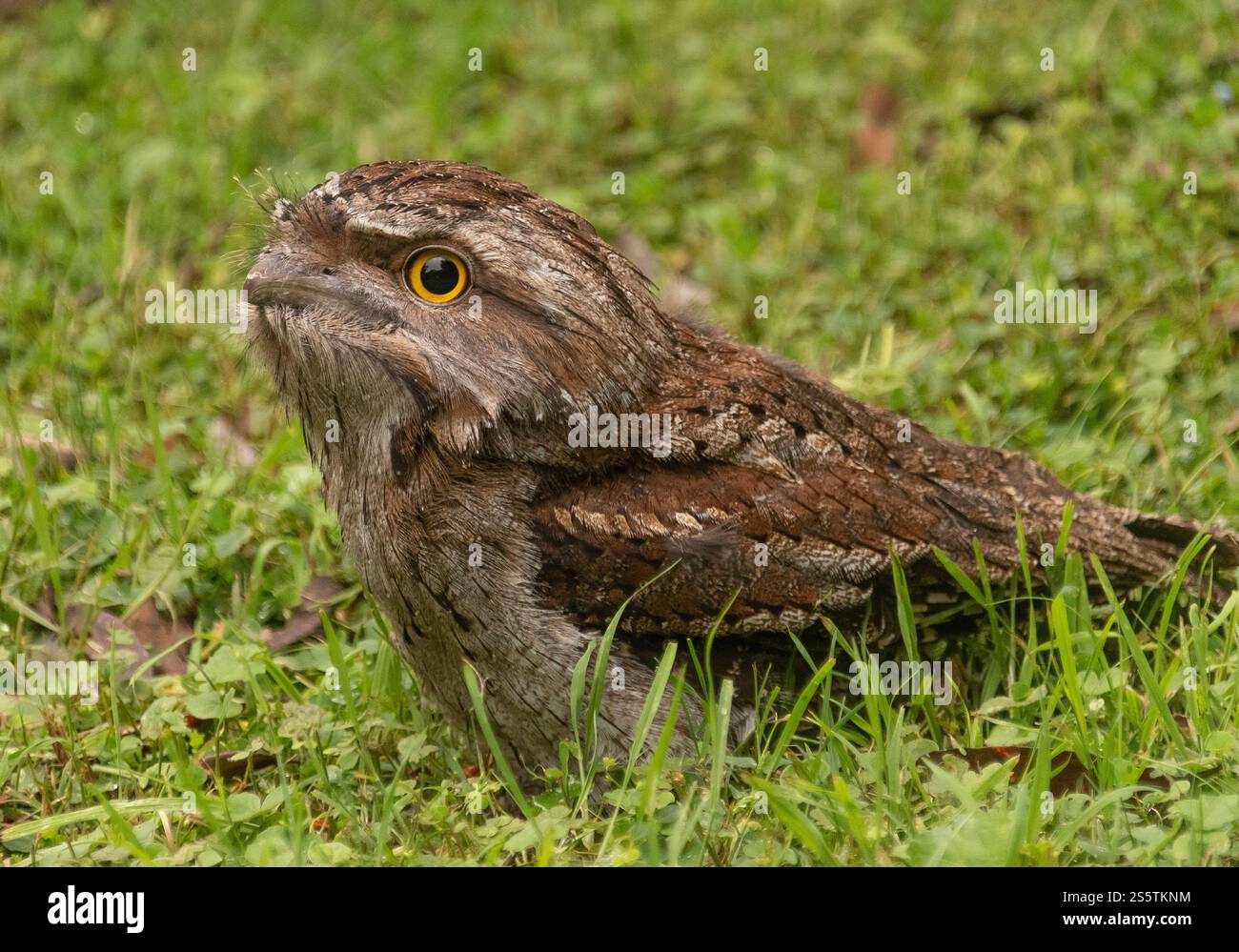 Australian Marbled Frogmouth, Podargus ocellatus, nocturnal bird on the ...