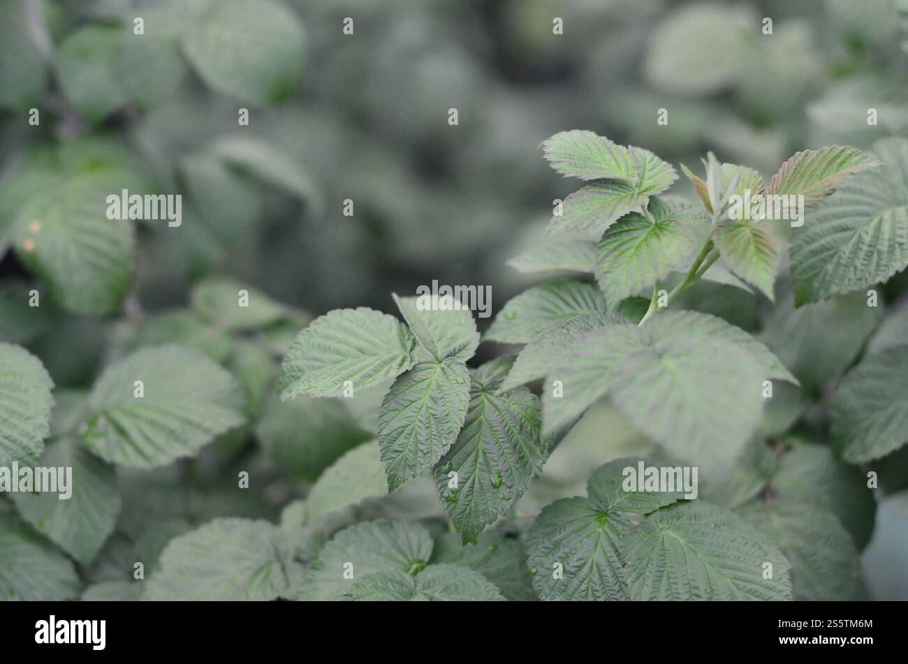 Photo of a few green leaves from a raspberry bush. Growing bush of ...