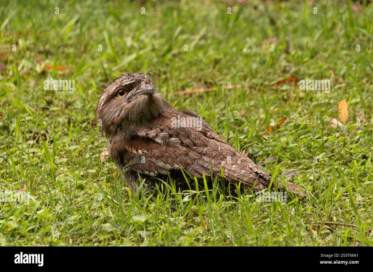 Australian Marbled Frogmouth, Podargus ocellatus, nocturnal bird on the ...