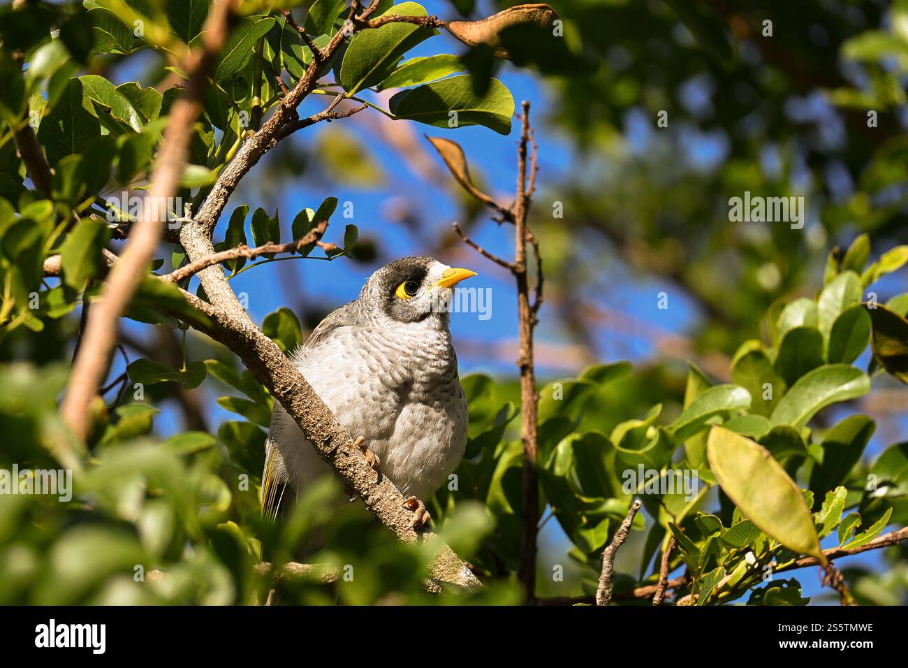 Young Australian Noisy Miner, Manorina melanocephala, perched in ...