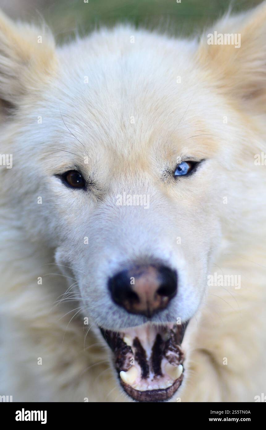 Portrait of the White Siberian Samoyed husky dog with heterochromia (a ...