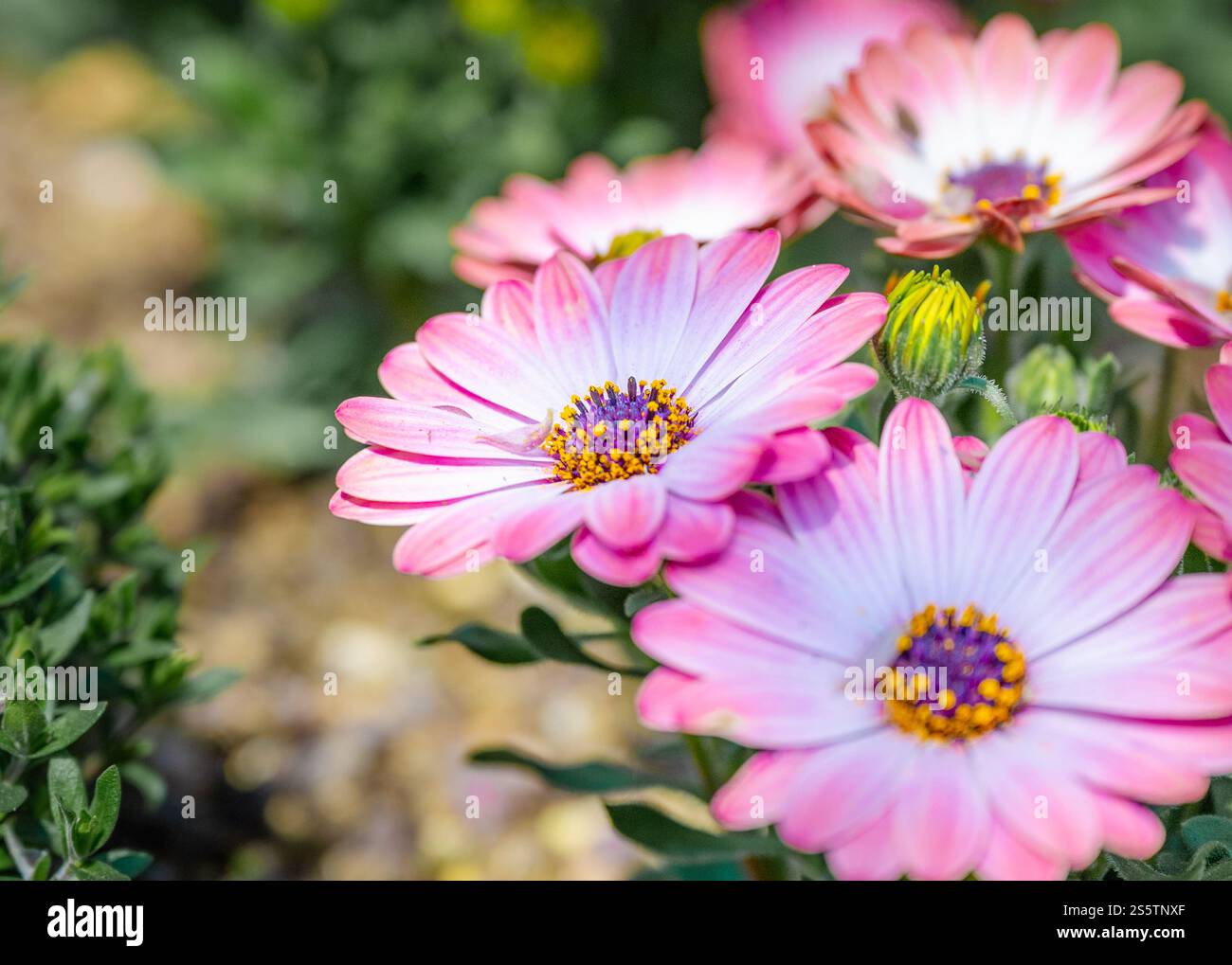 Osteospermum spp. Cape Daisy, Trailing African Daisy, Blue-eyed Daisy ...