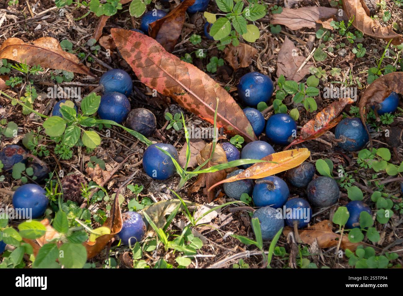 Bright blue quandong fruits (Elaeocarpus angustifolius) lying on the ...