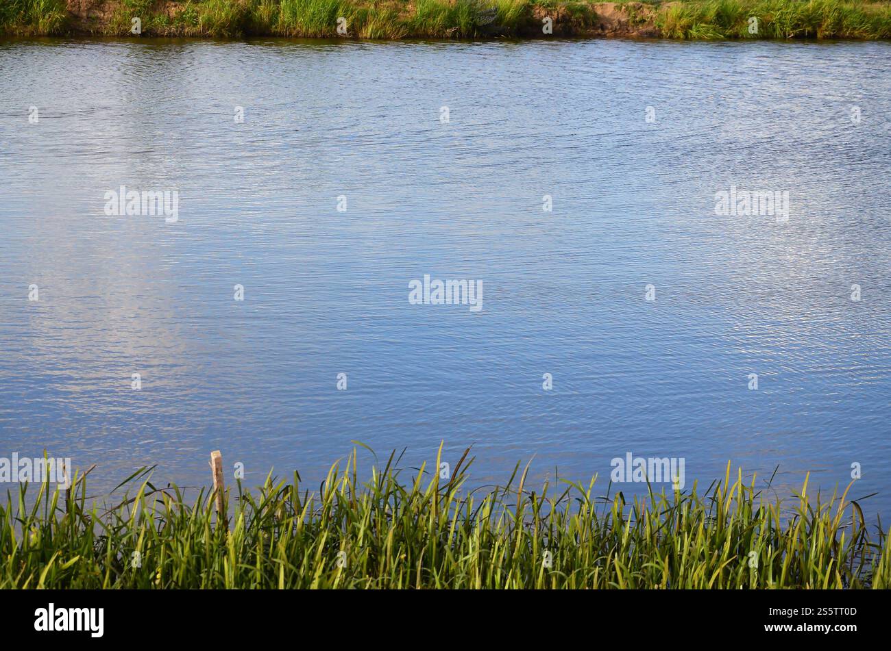 A lot of stems from green reeds grow from the river water. Unmatched ...