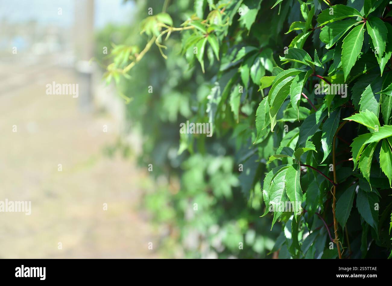The texture of a lot of flowering green vines from wild ivy that cover ...