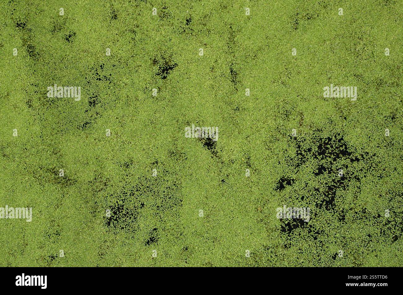 Texture of swamp water dotted with green duckweed and marsh vegetation ...