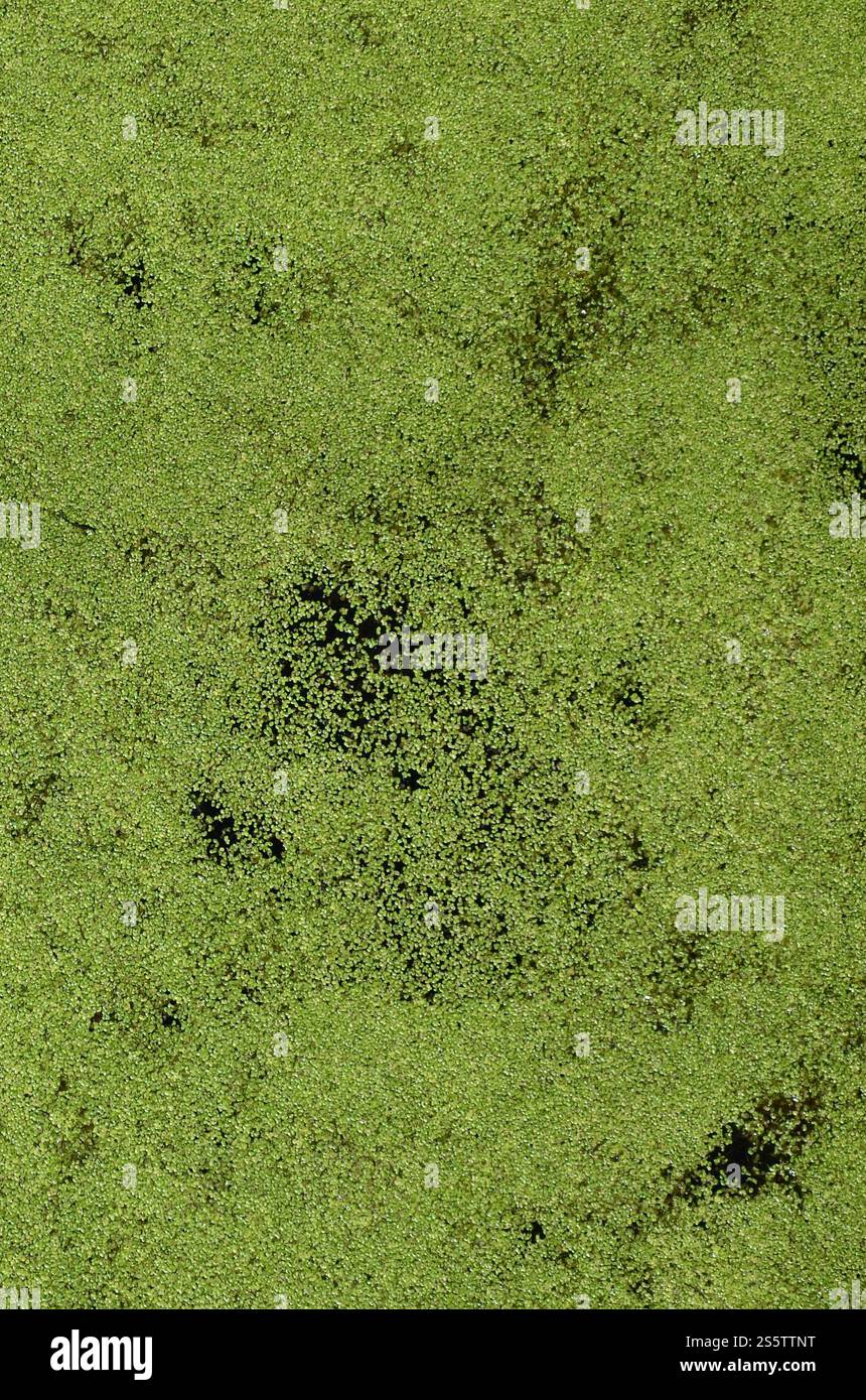 Texture of swamp water dotted with green duckweed and marsh vegetation ...