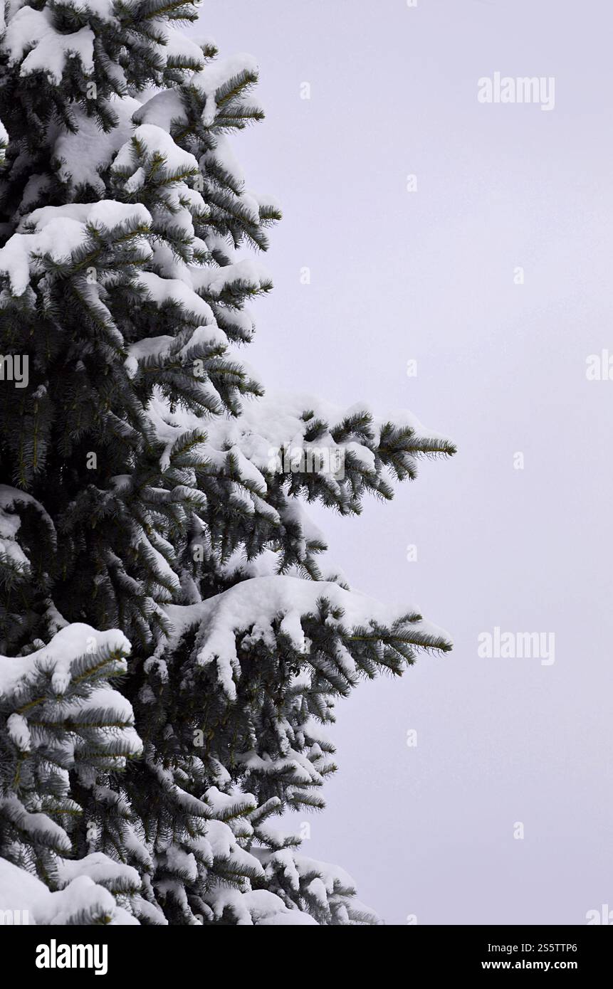 Russian Branch of green fir. Green prickly branches of pine tree under ...