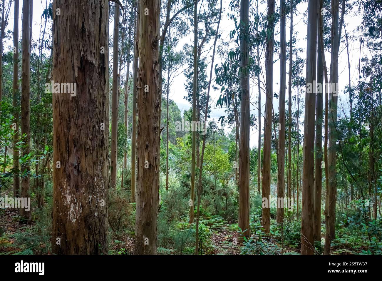 Eucalyptus forest and ferns in galicia hi-res stock photography and ...