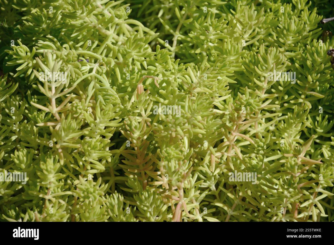 Texture of a bush of a green plant, similar to underwater algae Stock ...