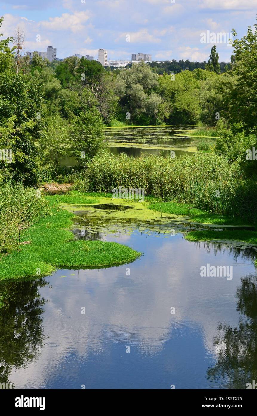 Summer day landscape with a large swamp dotted with green duckweed and ...
