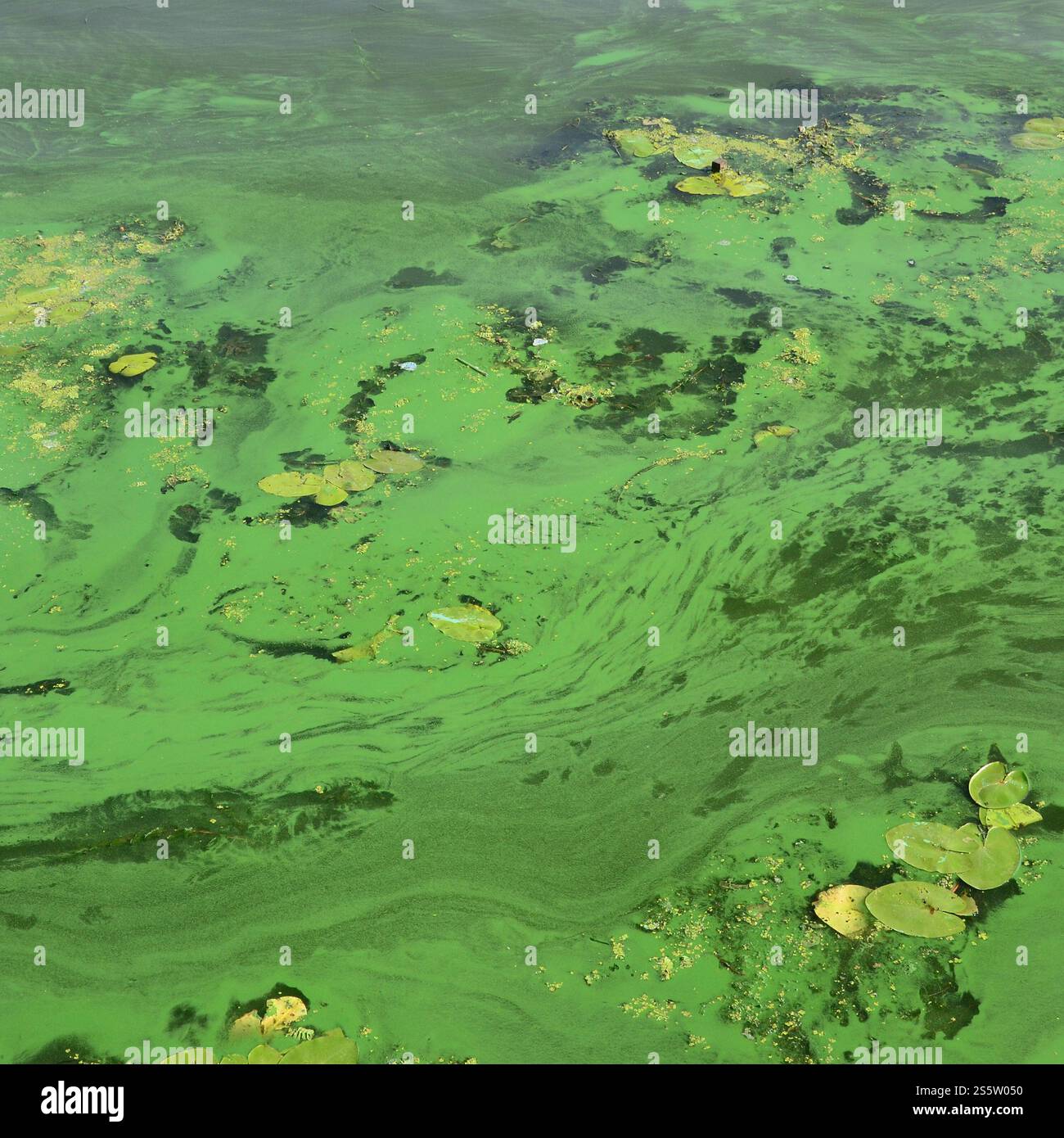 The surface of an old swamp covered with duckweed and lily leaves. Many ...