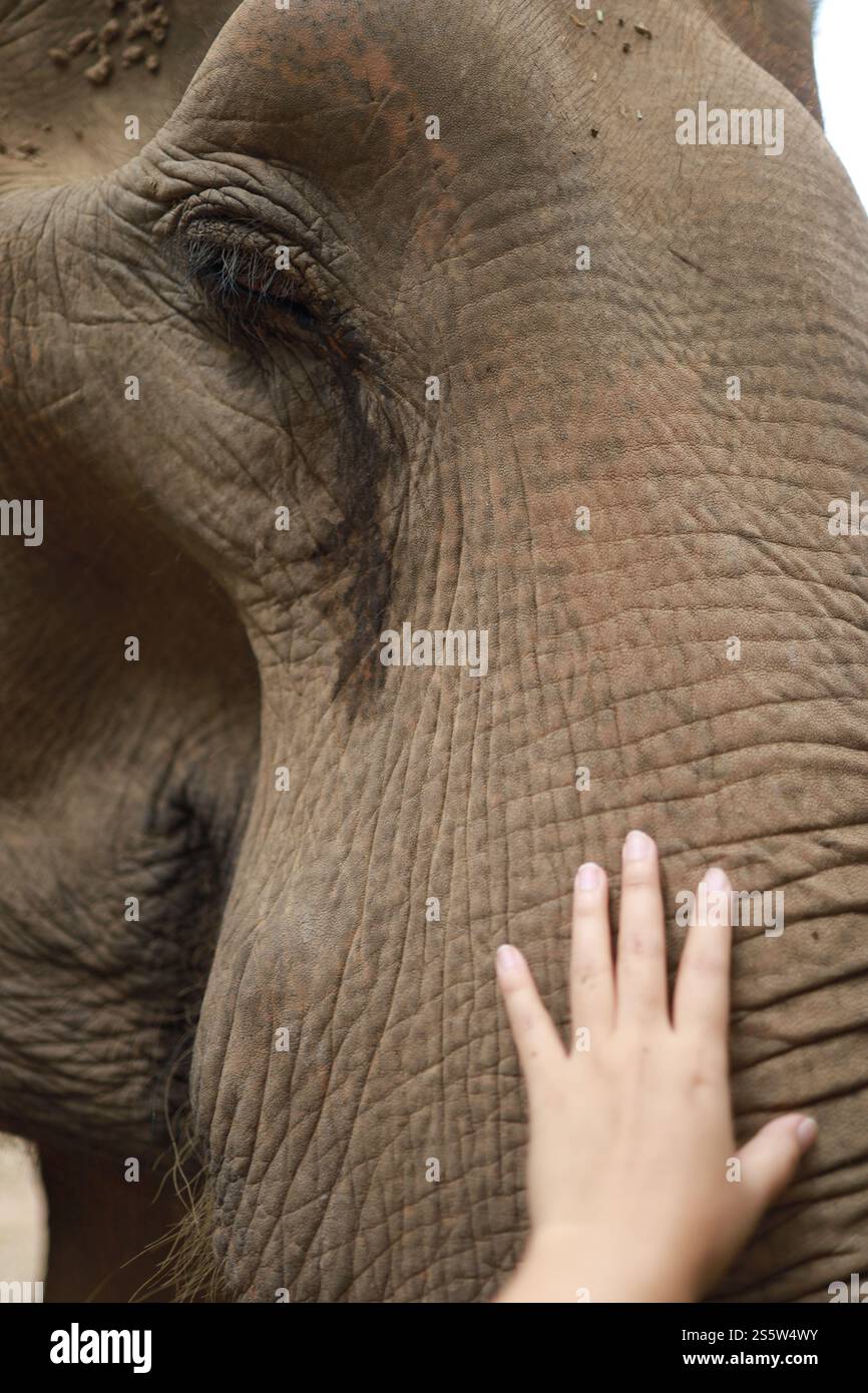 Human hand touching Asian elephant Stock Photo - Alamy