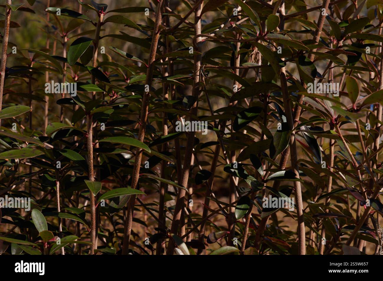 Backgrounds, Textures, Still life, Shapes and patterns within tree bark ...