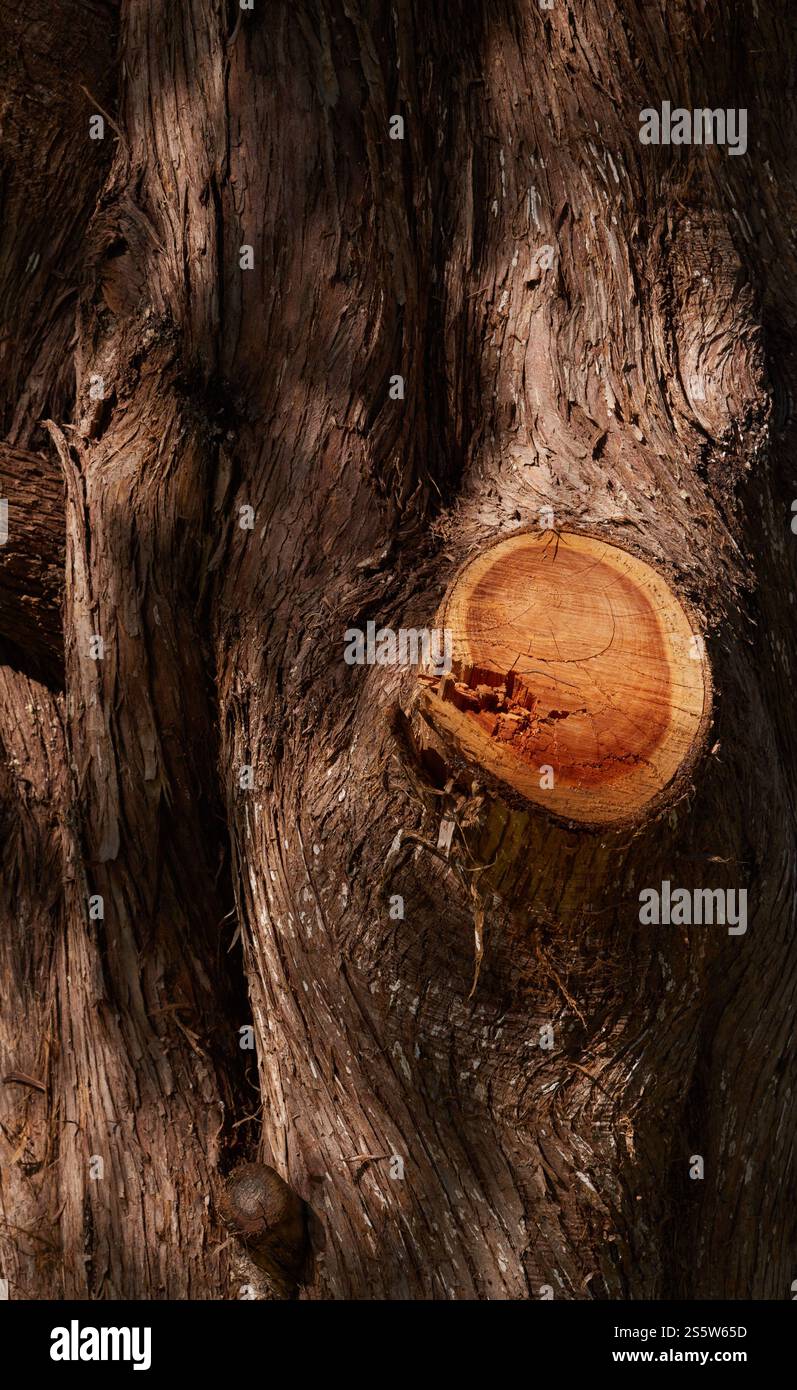Backgrounds, Textures, Still life, Shapes and patterns within tree bark ...