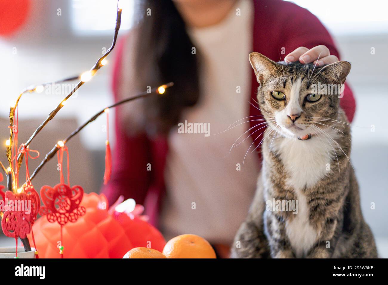 Cat prepare Chinese New Year Celebrations at home. cute domestic ...