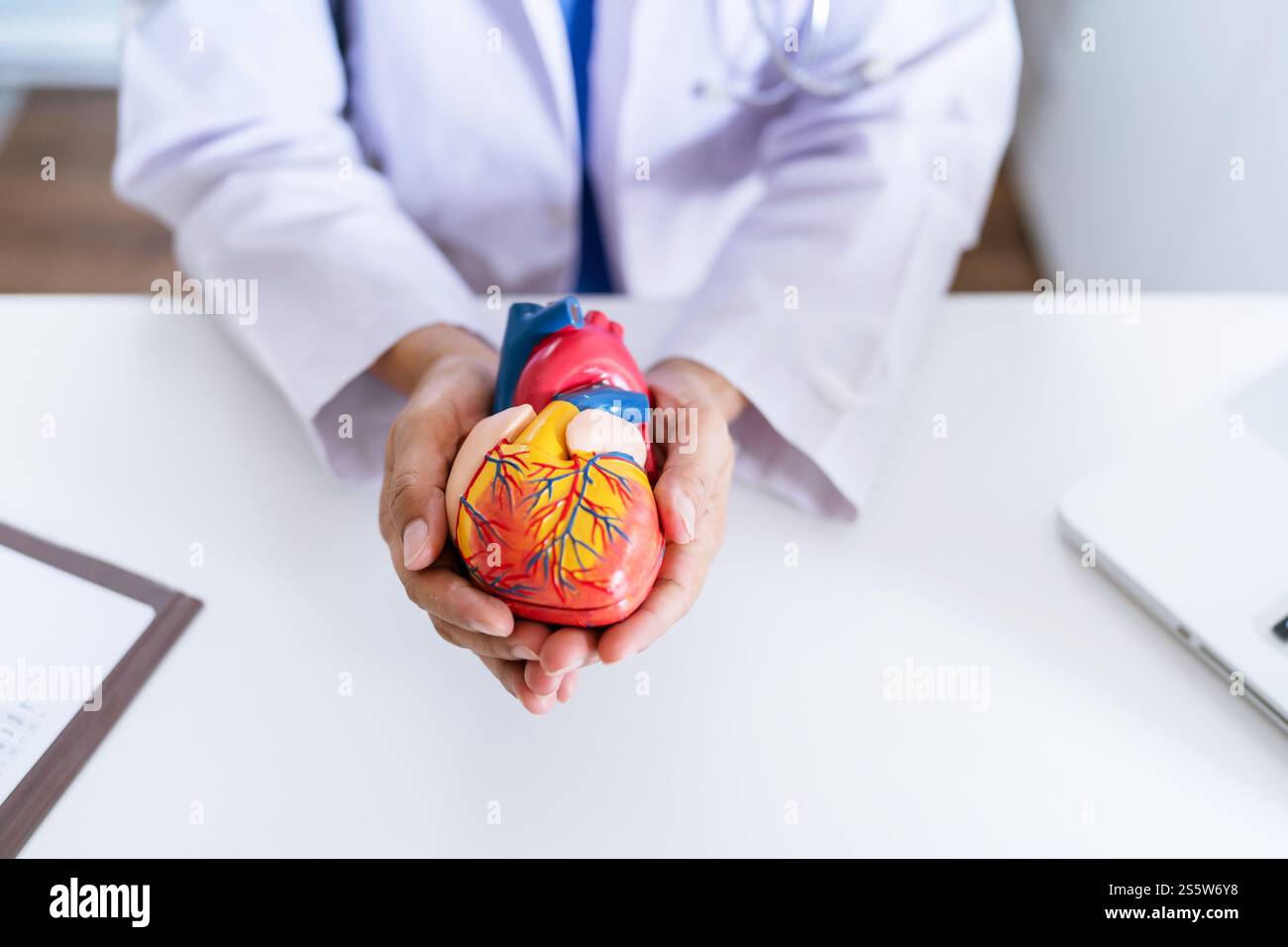 Doctor with anatomical model of human heart Cardiologist supports the ...