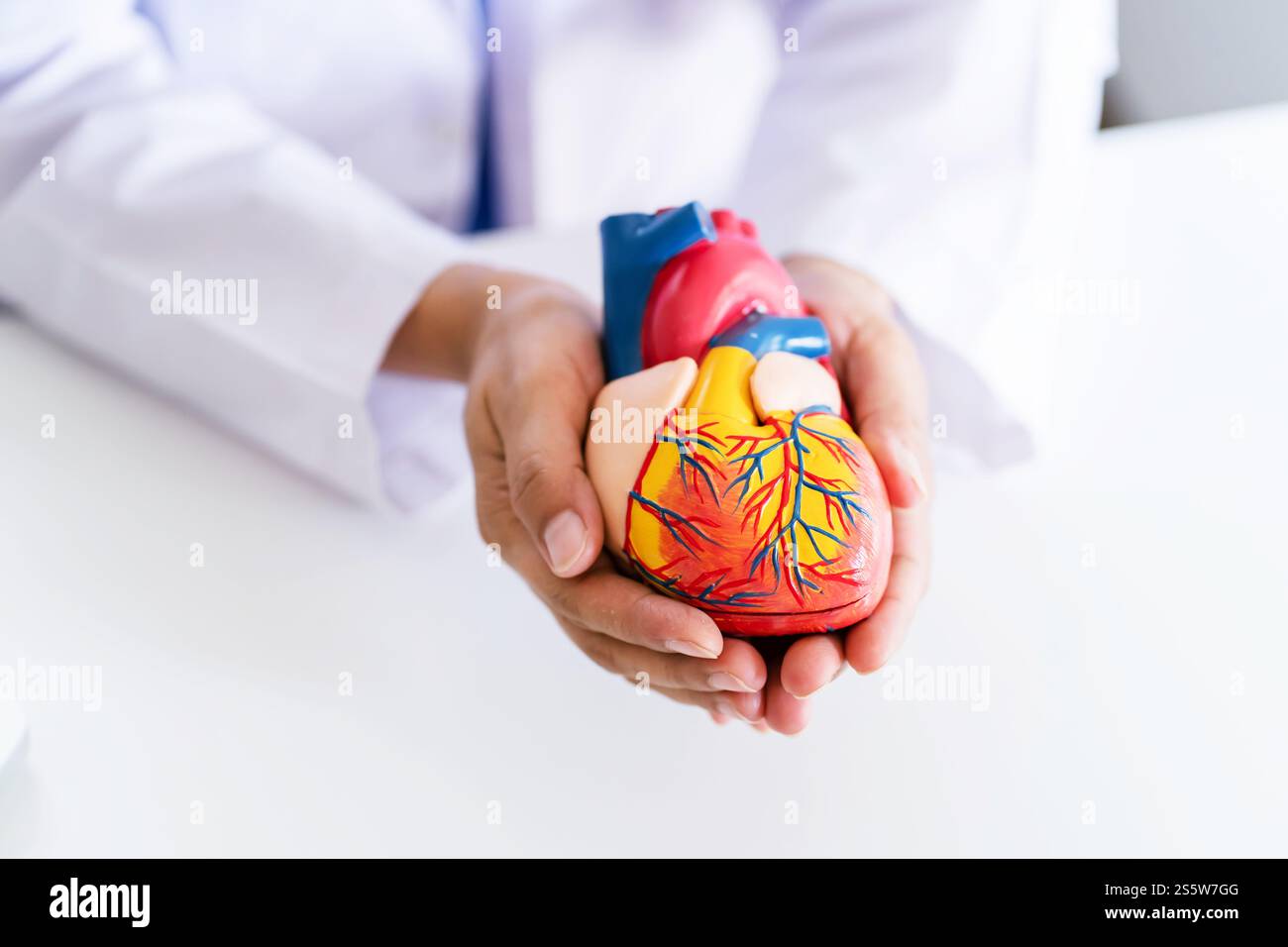 Doctor with anatomical model of human heart Cardiologist supports the ...