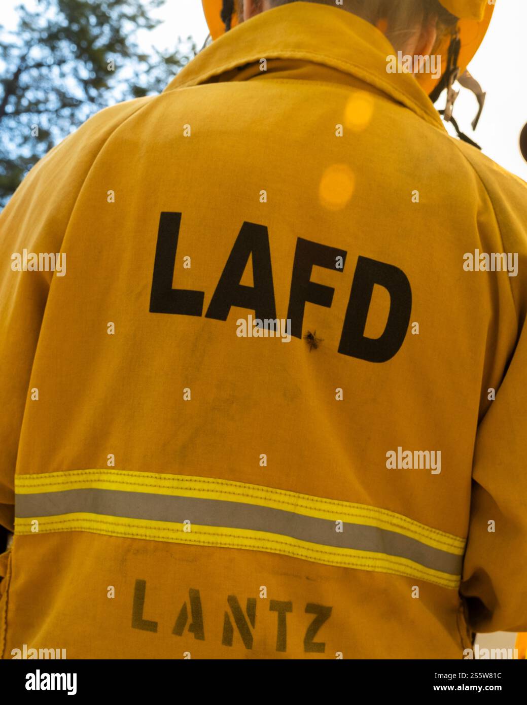 United States. 11th Jan, 2025. Bee lands on a firefighter's jacket at ...