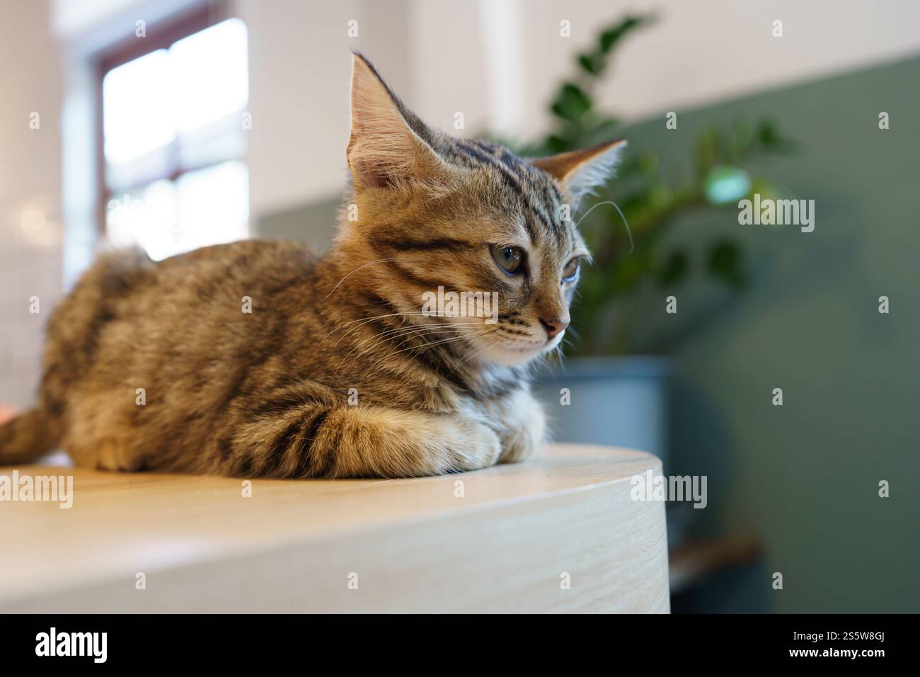 Little brown tabby kitten cute animals in house Stock Photo - Alamy