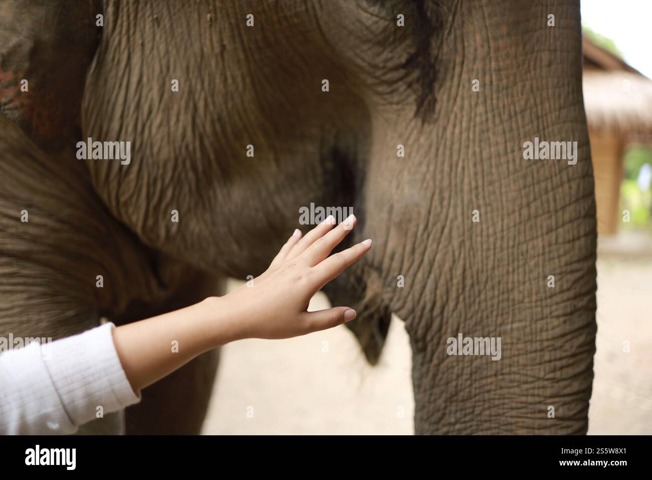 Human hand touching Asian elephant Stock Photo - Alamy