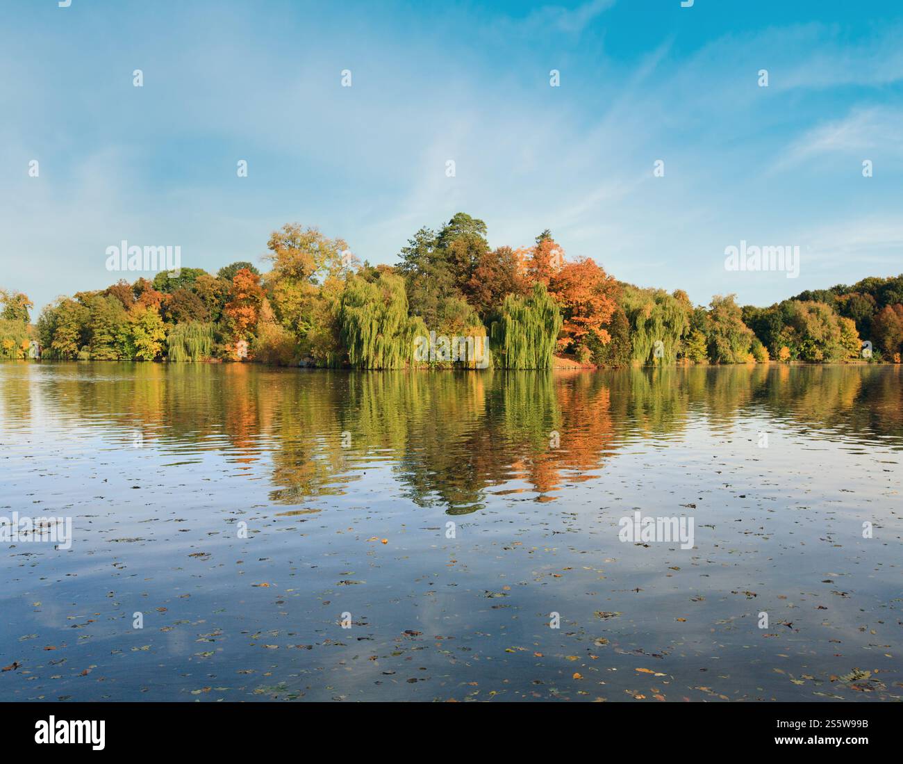 Pond water surface with reflection of colorful trees in autumn park ...