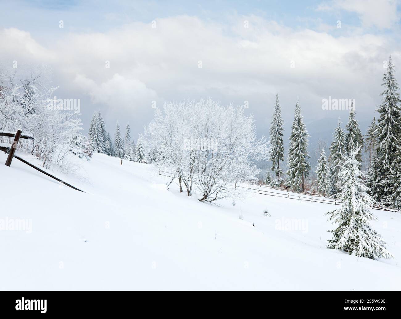 Winter dull country mountain landscape with fence and fir trees Stock ...
