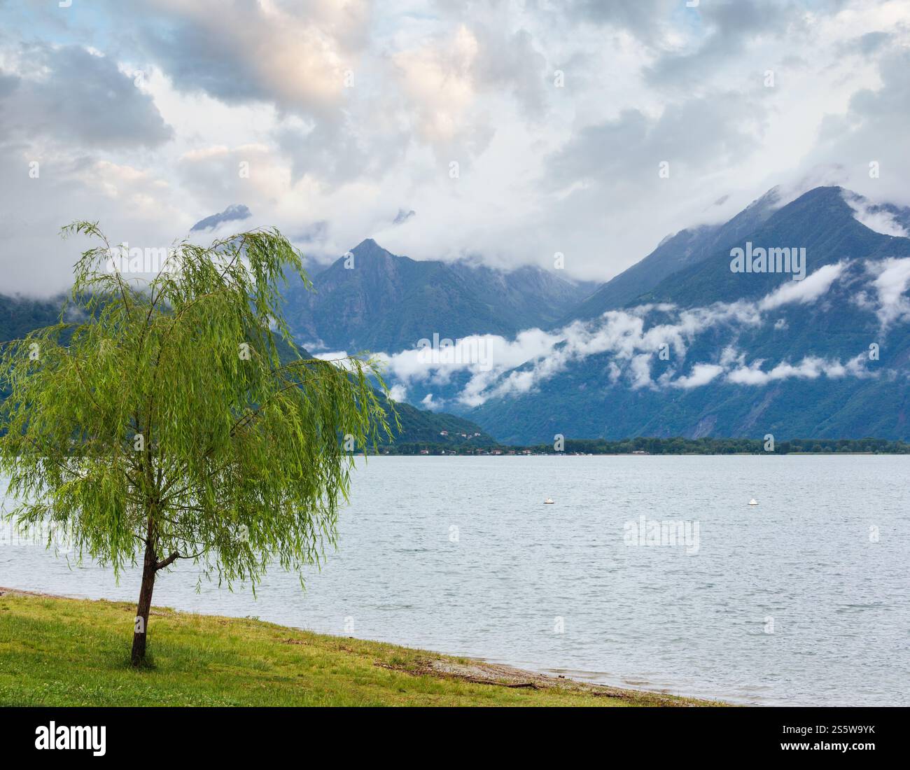 Lake Como (Italy) summer cloudy view with lonely tree on shore Stock ...