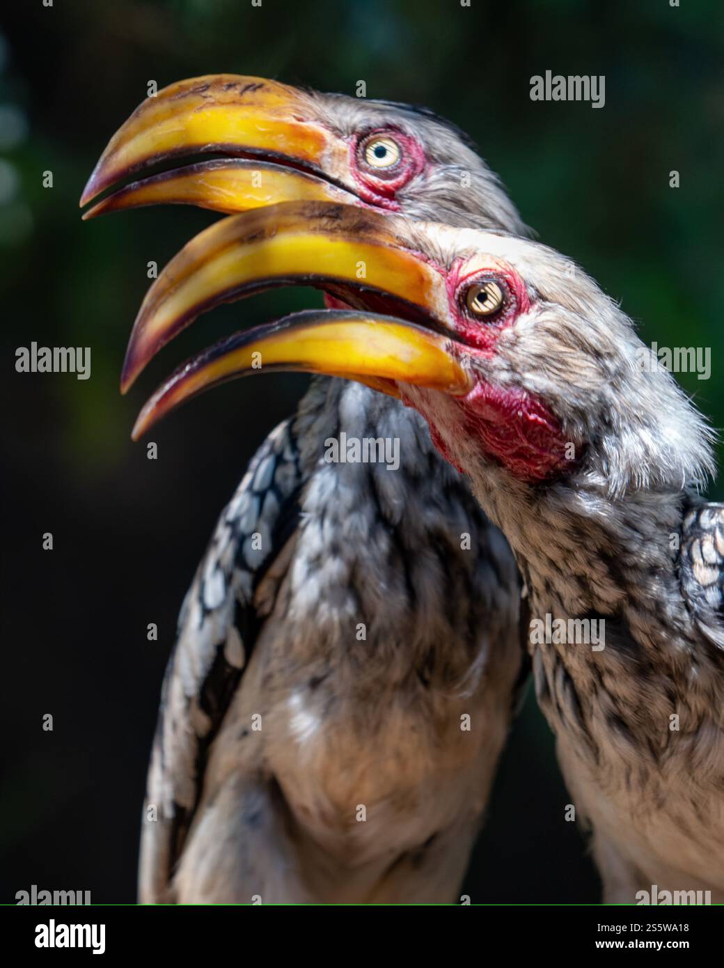 Explore the fascinating world of unique doublebilled birds adorned with ...