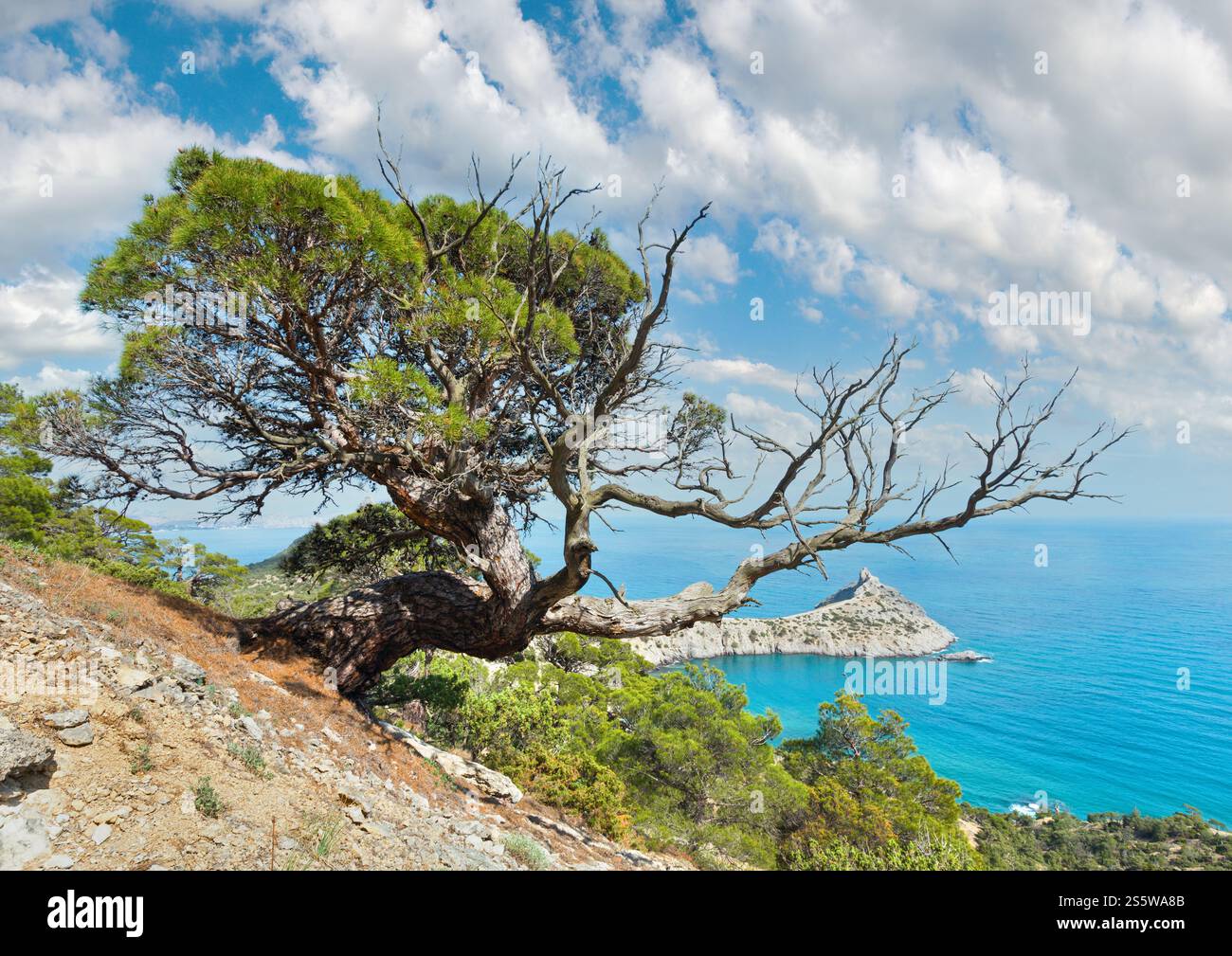 Coastline of Novyj Svit reserve summer view with pine tree in front and ...