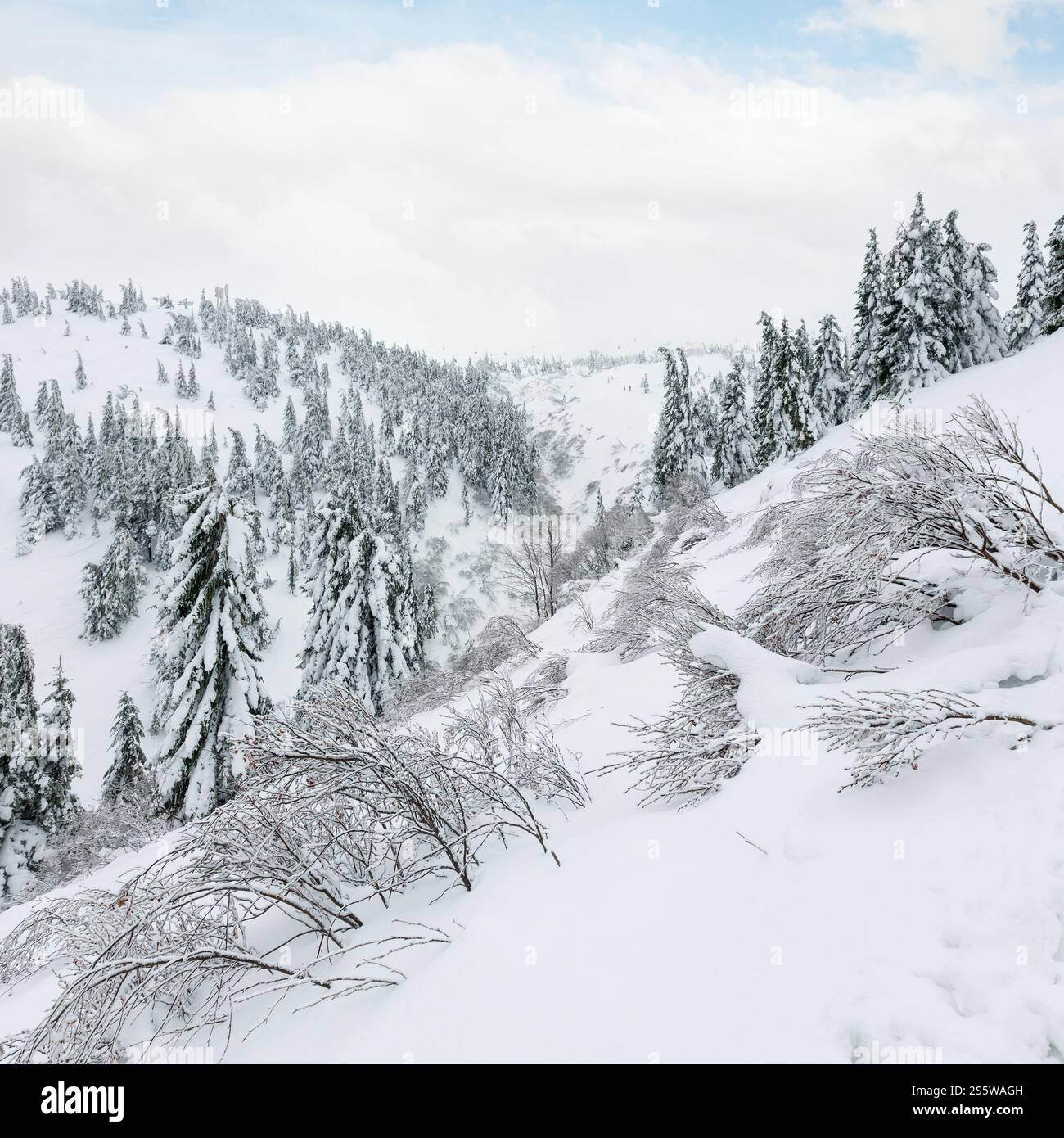 Icy snowy fir trees and bushes on winter hill in cloudy weather Stock ...