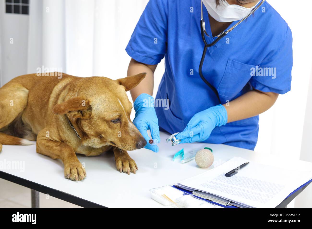 Dog on examination table of veterinarian clinic. Veterinary care. Vet ...