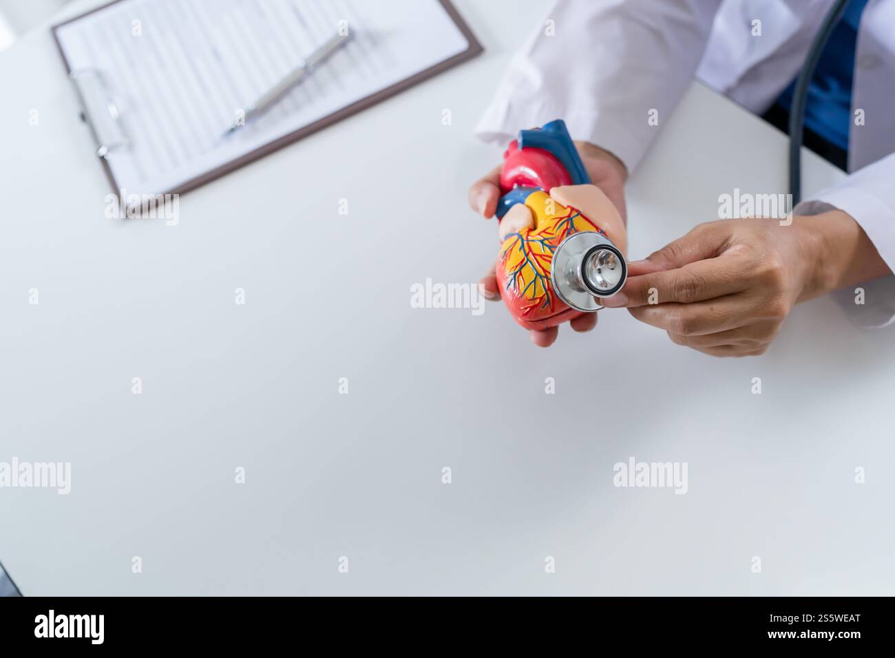 Doctor with anatomical model of human heart Cardiologist supports the ...