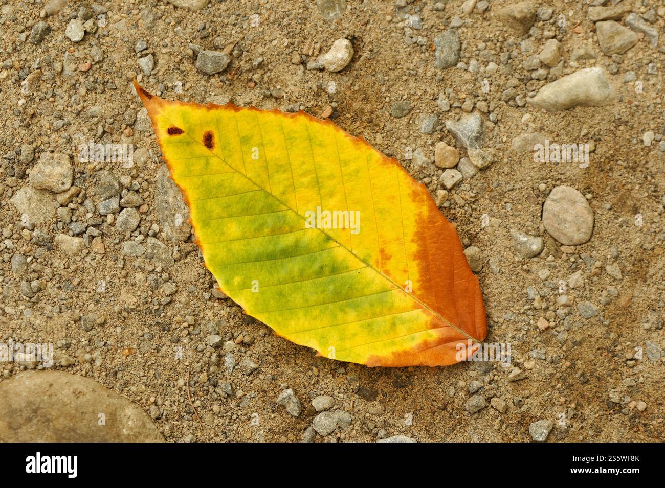 Birch leaf laying on the ground, Quebec,Canada Stock Photo - Alamy