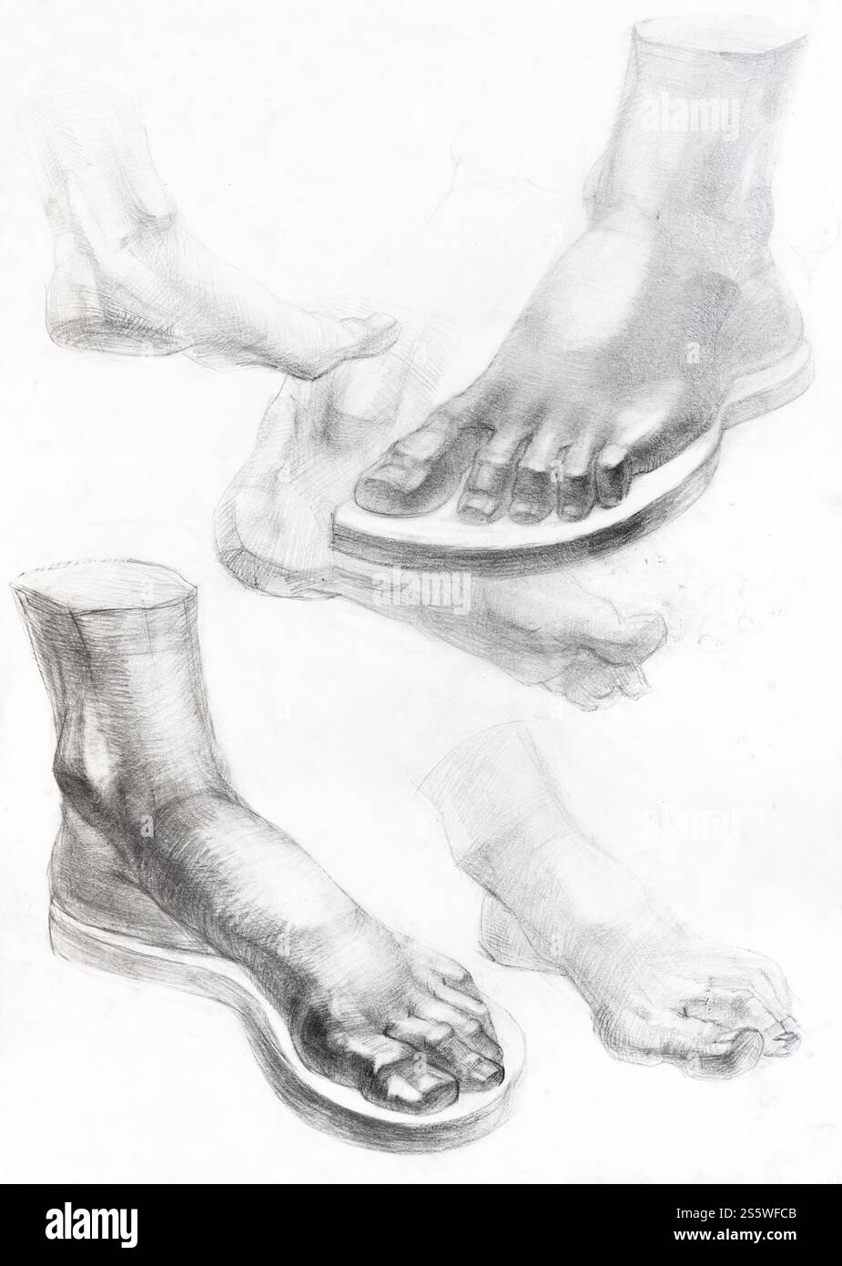 educational hand-drawn drawings of human foots and cast of foot on ...