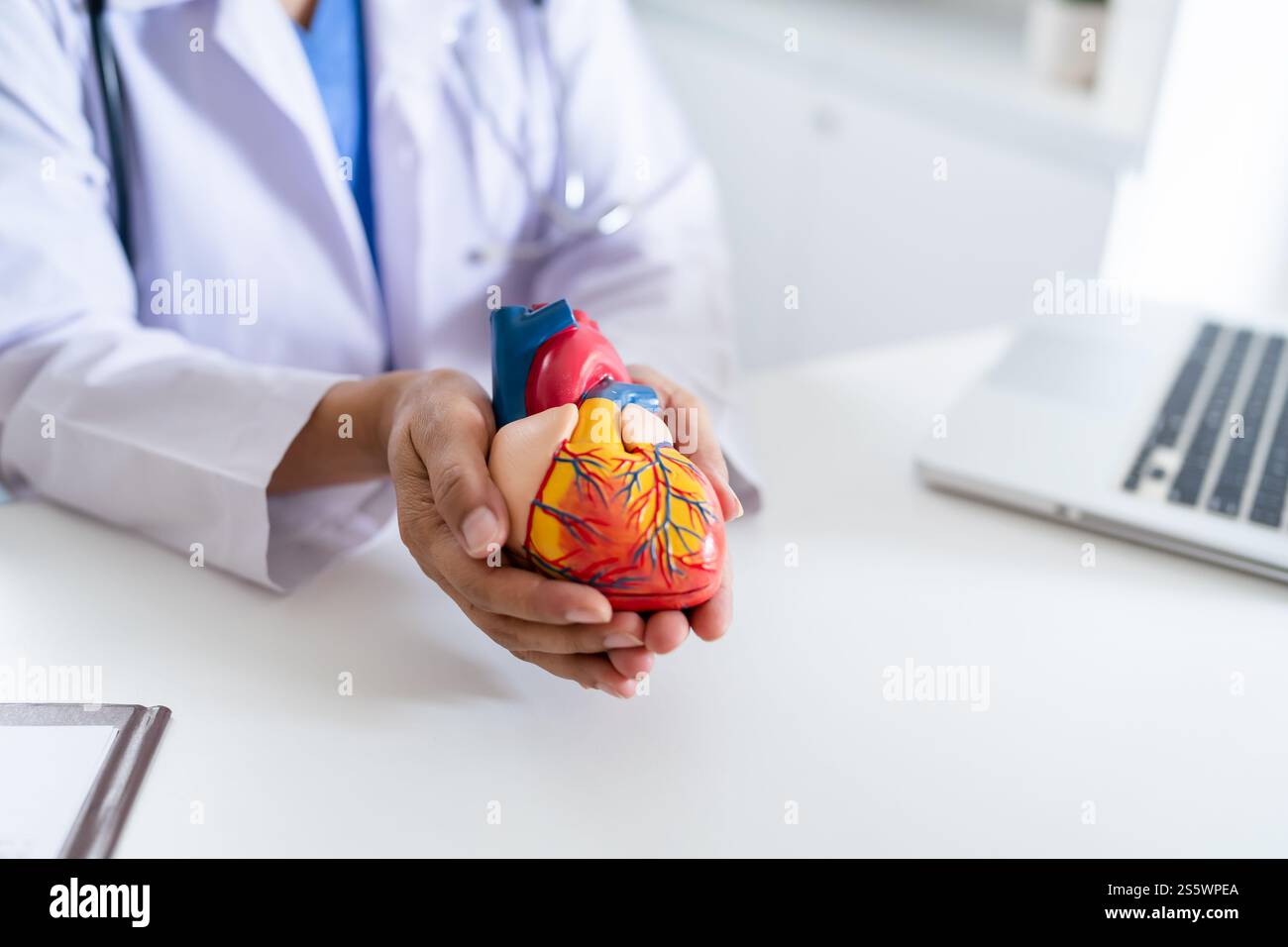 Doctor with anatomical model of human heart Cardiologist supports the ...