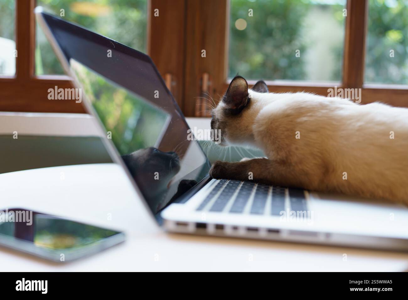 Animals cat acting like a human. Cat working at Laptop with siamese cat ...