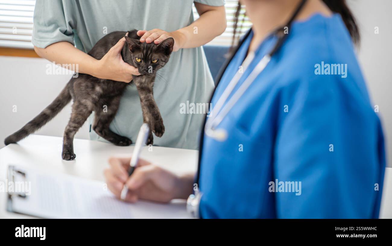 Professional vet doctor helps cat. owner cat holding pet on hands. Cat ...