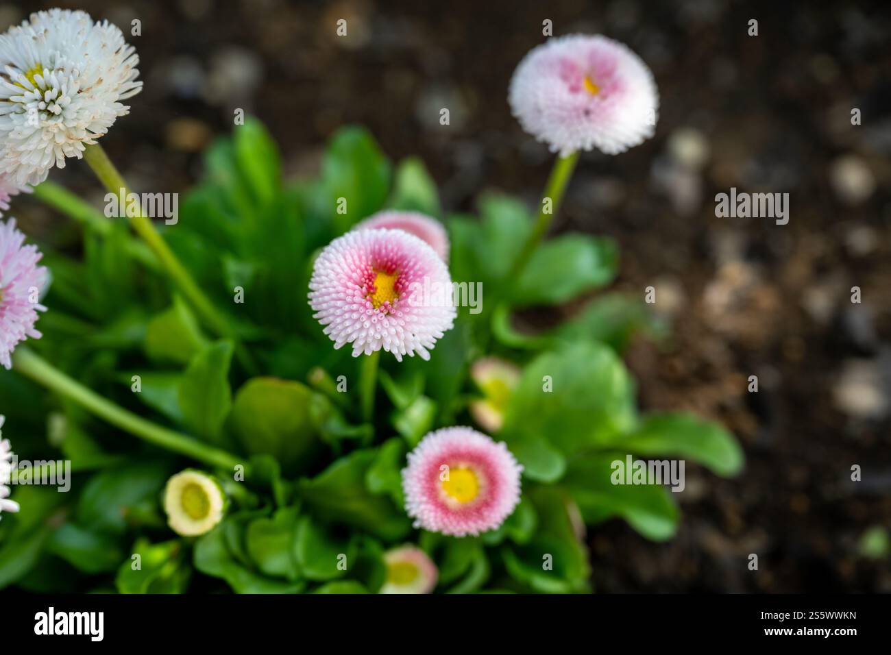 Bellis perennis in the garden.Pink bellis pomponette Stock Photo - Alamy