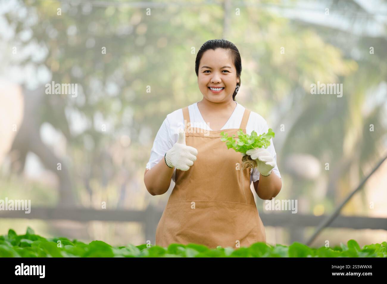 Asian farmer woman showing quality vegetable in organic vegetable hydroponic farm. Plantation ...