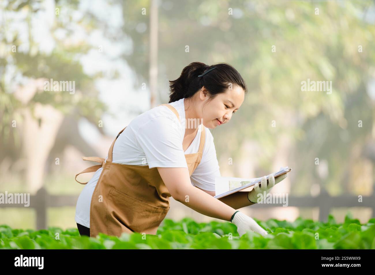 Asian farmer woman working in organic vegetable hydroponic farm. Hydroponic salad garden owner ...