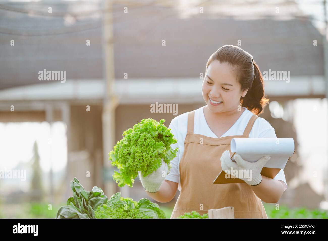 Asian farmer woman showing quality vegetable in organic vegetable hydroponic farm. Plantation ...