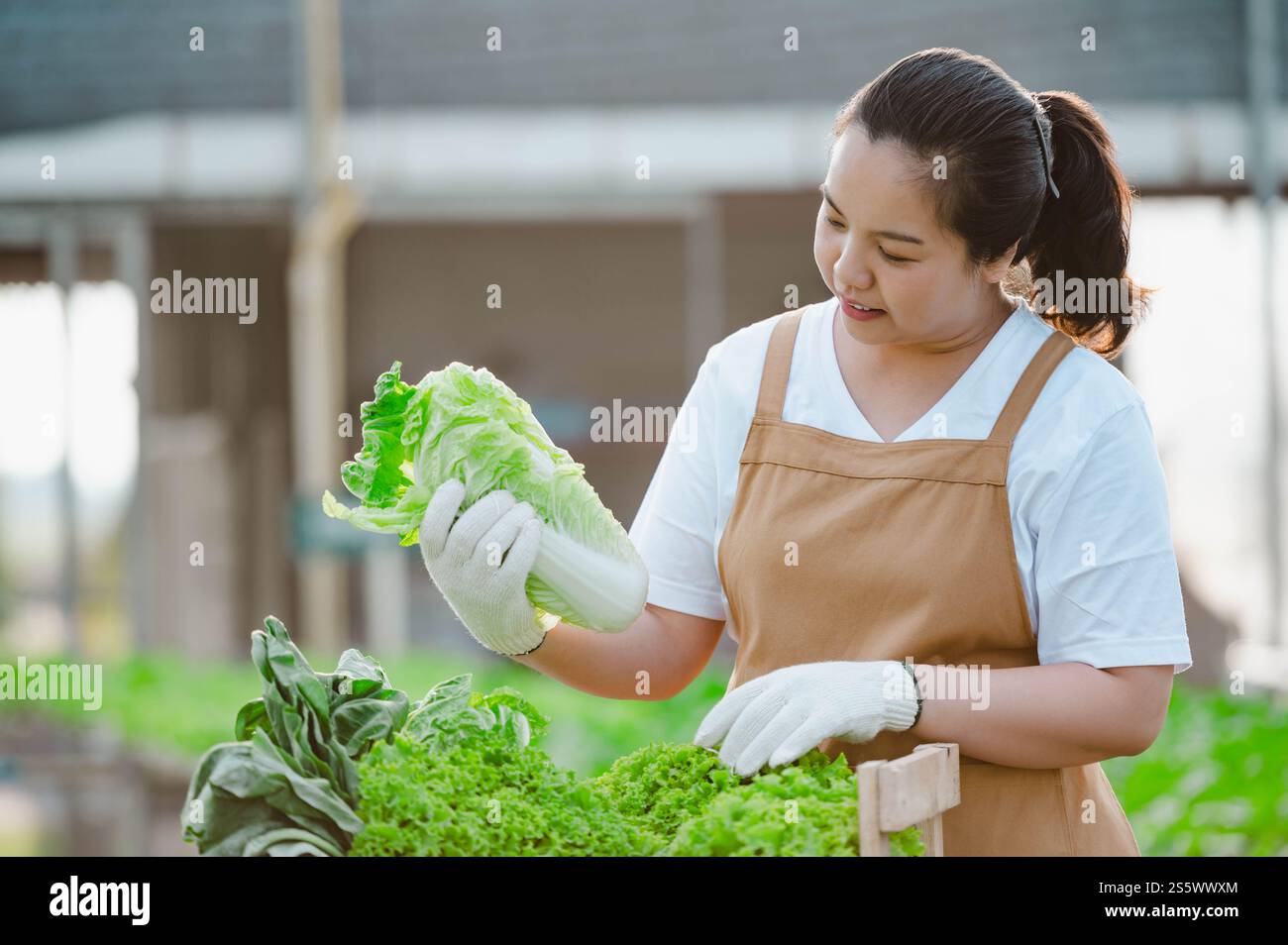 Asian farmer woman showing quality vegetable in organic vegetable hydroponic farm. Plantation ...