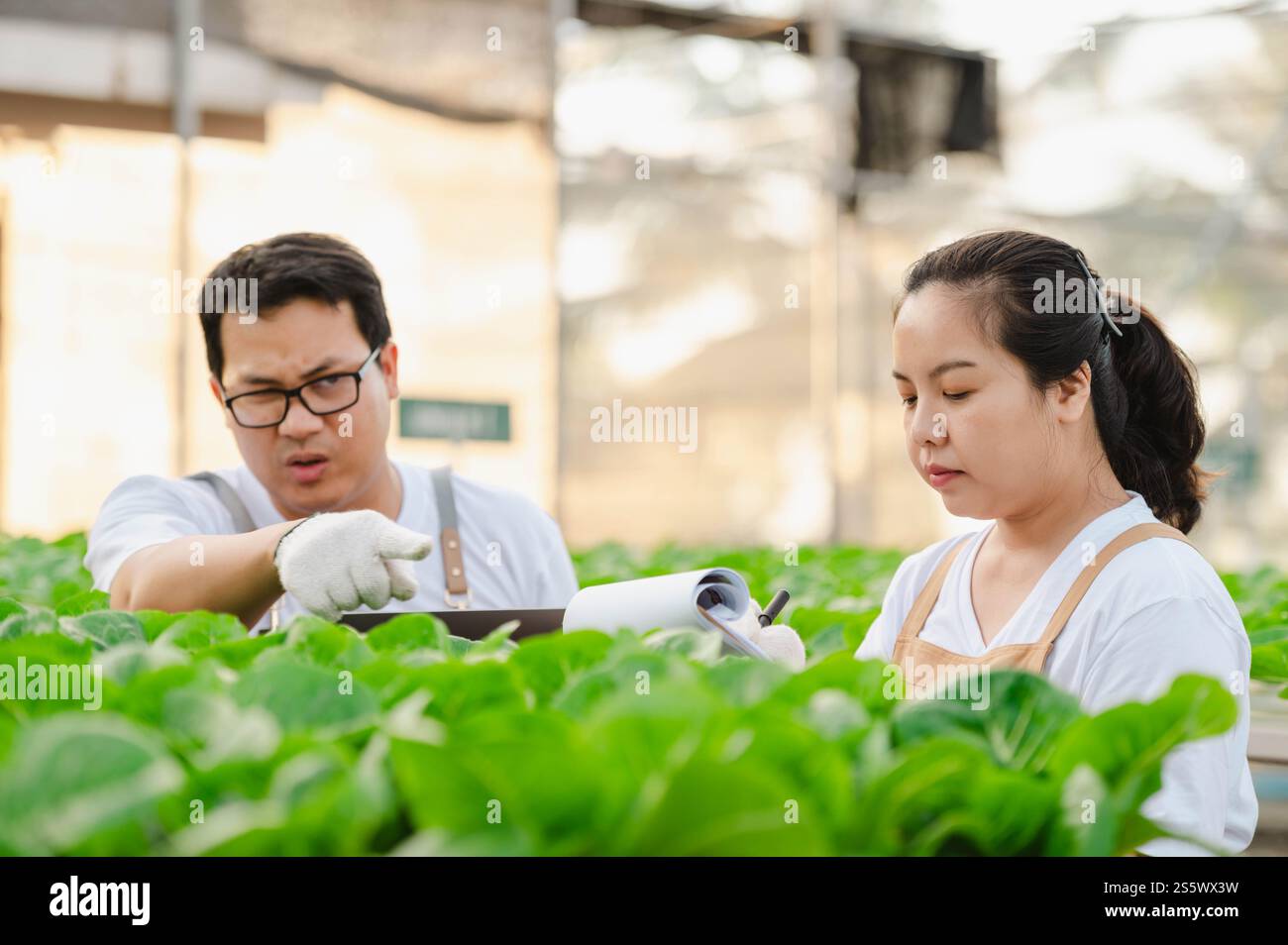 Portrait of Asian farmer man and woman working with laptop in organic vegetable hydroponic farm ...