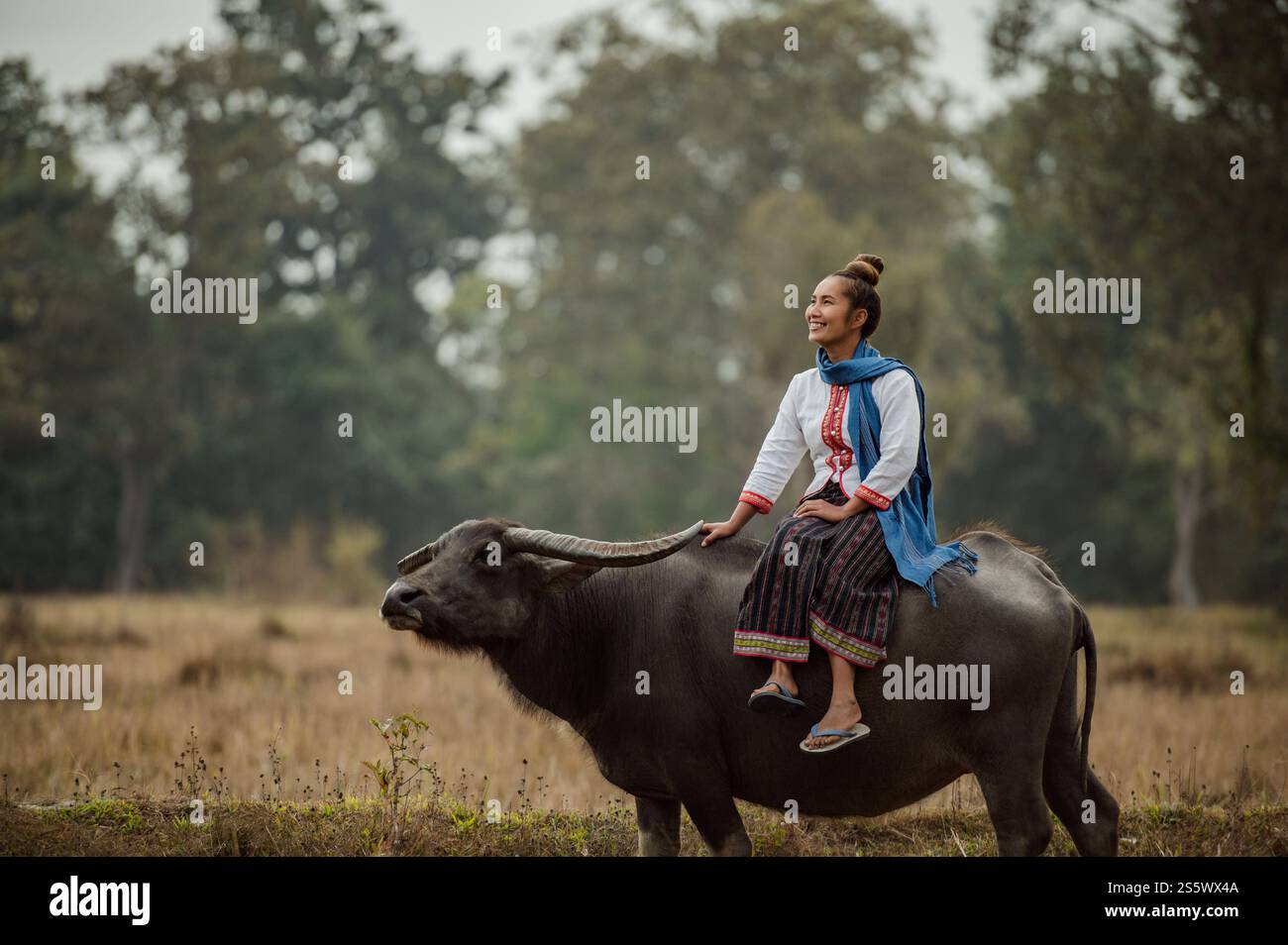 woman sitting on the back of a buffalo in the meadow Stock Photo - Alamy