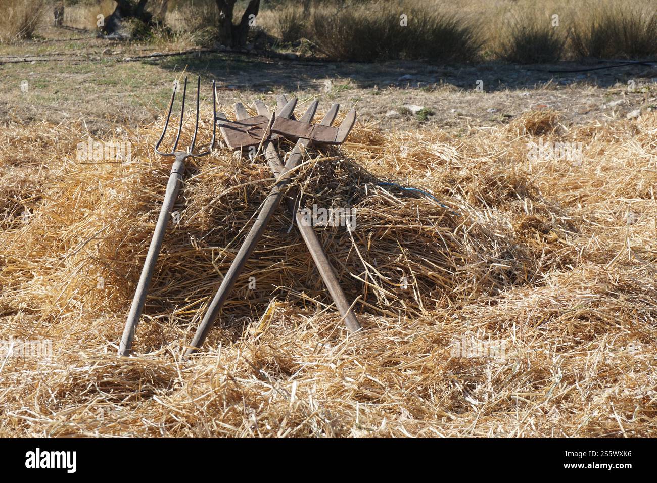 Ground full of straw and in the middle a pile of straw with threshing ...