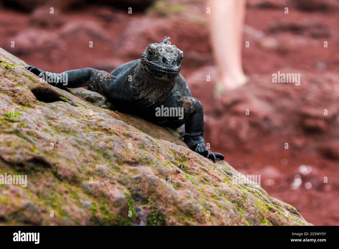 Marine iguana (Amblyrhynchus cristatus) resting on a rock atop the red ...