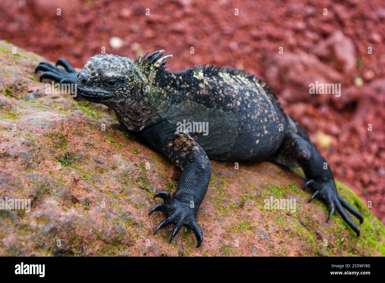 Marine iguana (Amblyrhynchus cristatus) basking on a rock in Rabida ...