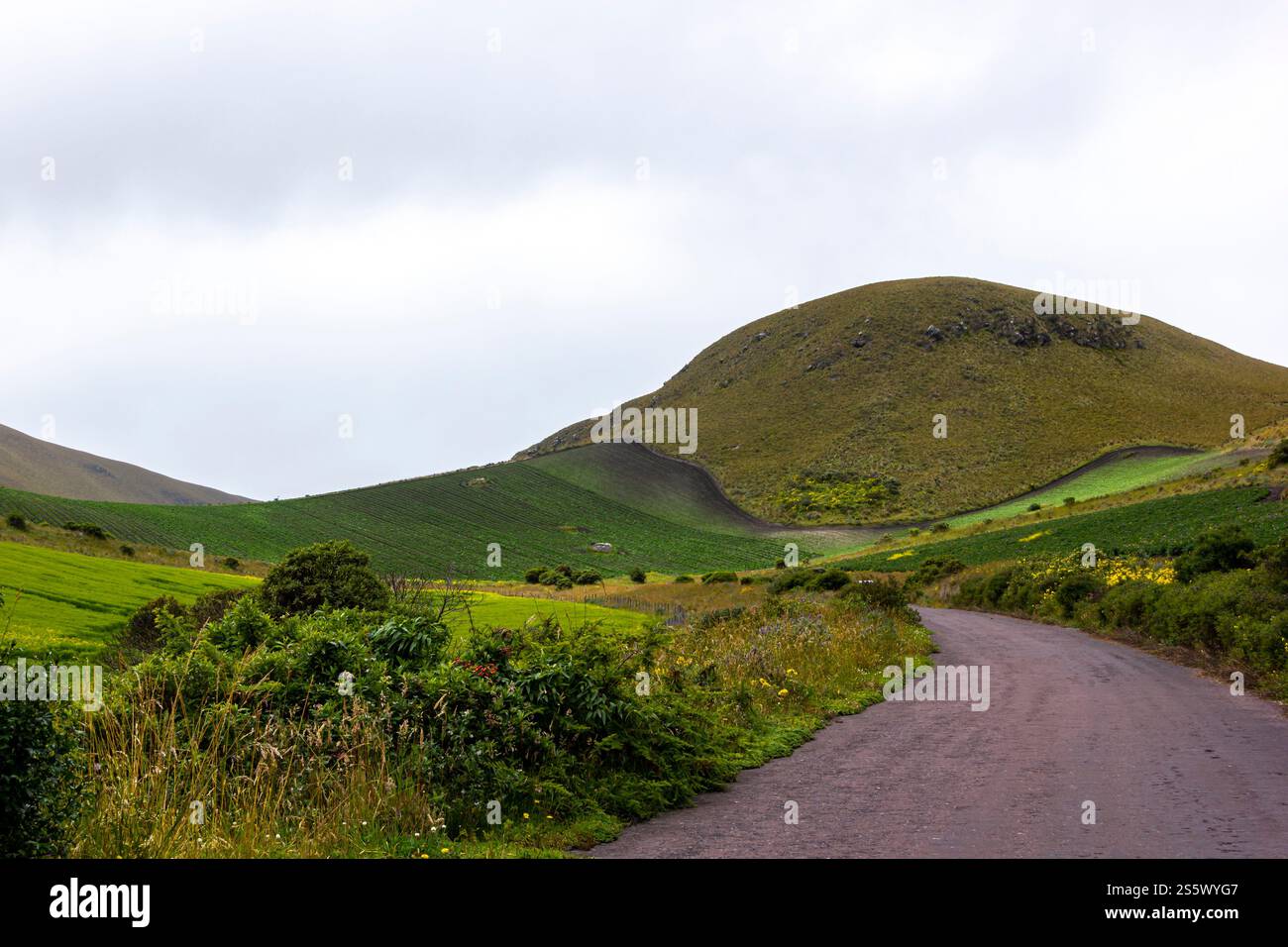 Scenic view of high moors grasslands near La Mica Lagoon in Pintag ...